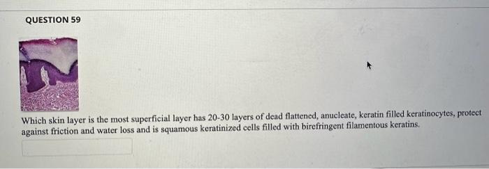 Solved QUESTION 59 Which skin layer is the most superficial | Chegg.com