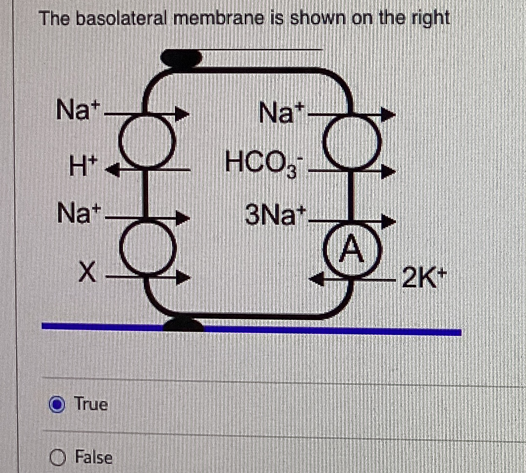Solved The basolateral membrane is shown on the | Chegg.com