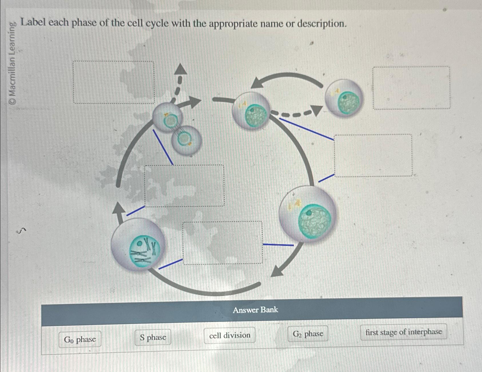 Solved Label each phase of the cell cycle with the | Chegg.com