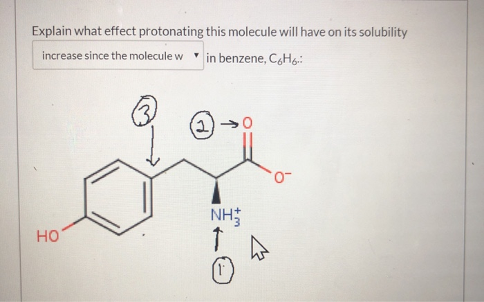 Solved Explain what effect protonating this molecule will | Chegg.com