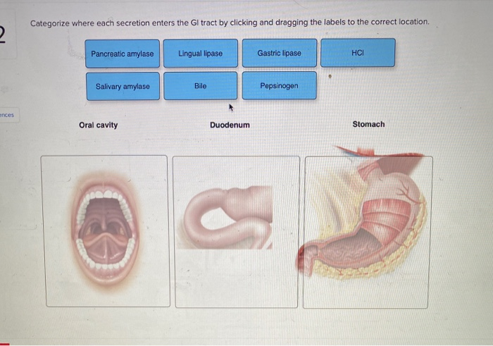 Solved Categorize where each secretion enters the GI tract | Chegg.com
