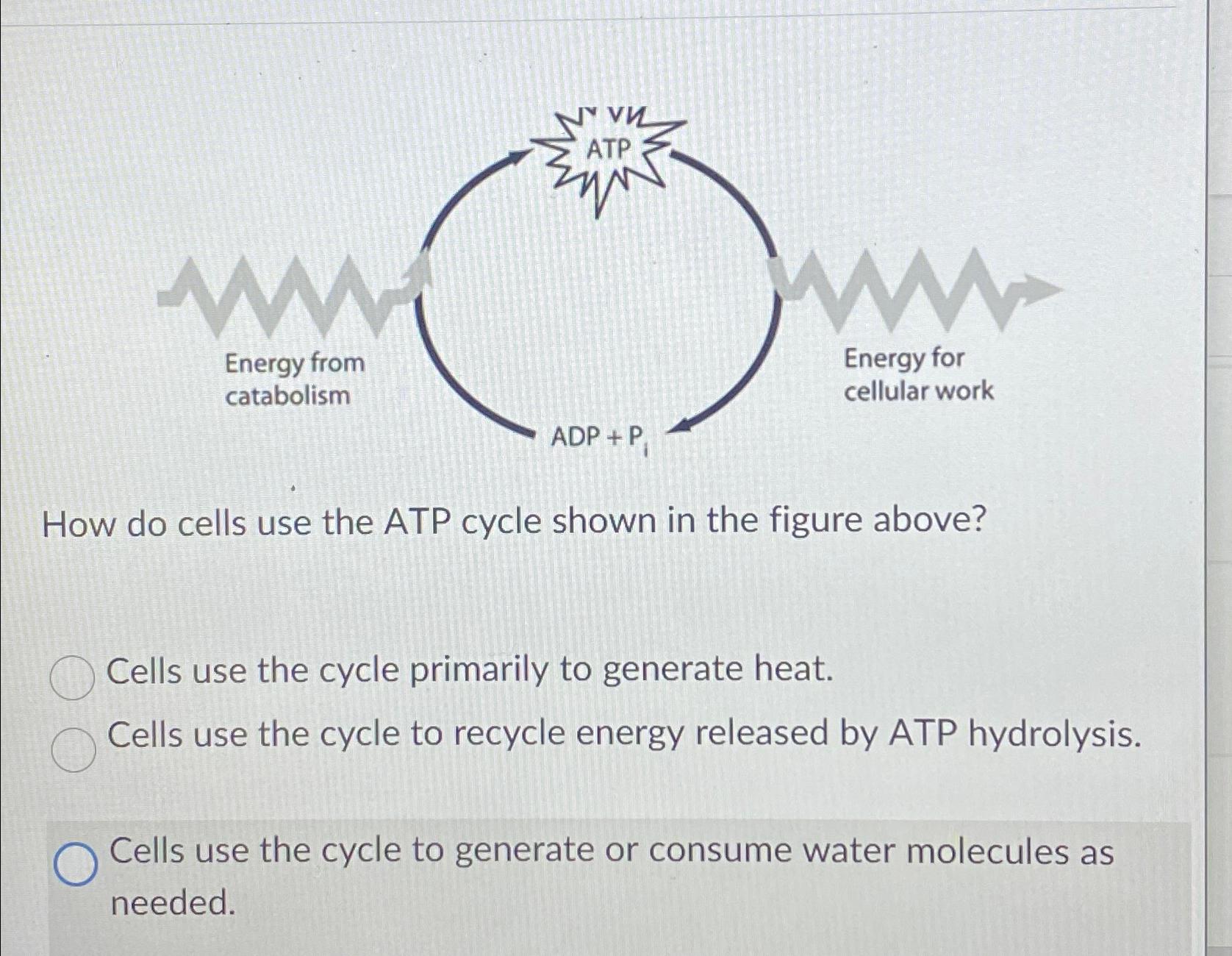 Solved How do cells use the ATP cycle shown in the figure | Chegg.com