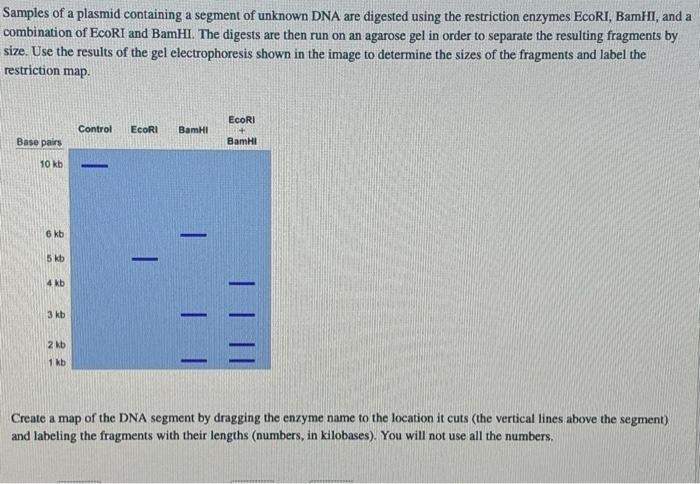 Solved Samples of a plasmid containing a segment of unknown | Chegg.com