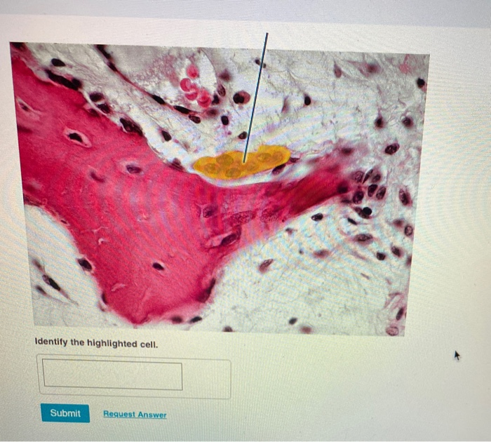 Solved Identify the highlighted cell. Submit Request Answer | Chegg.com