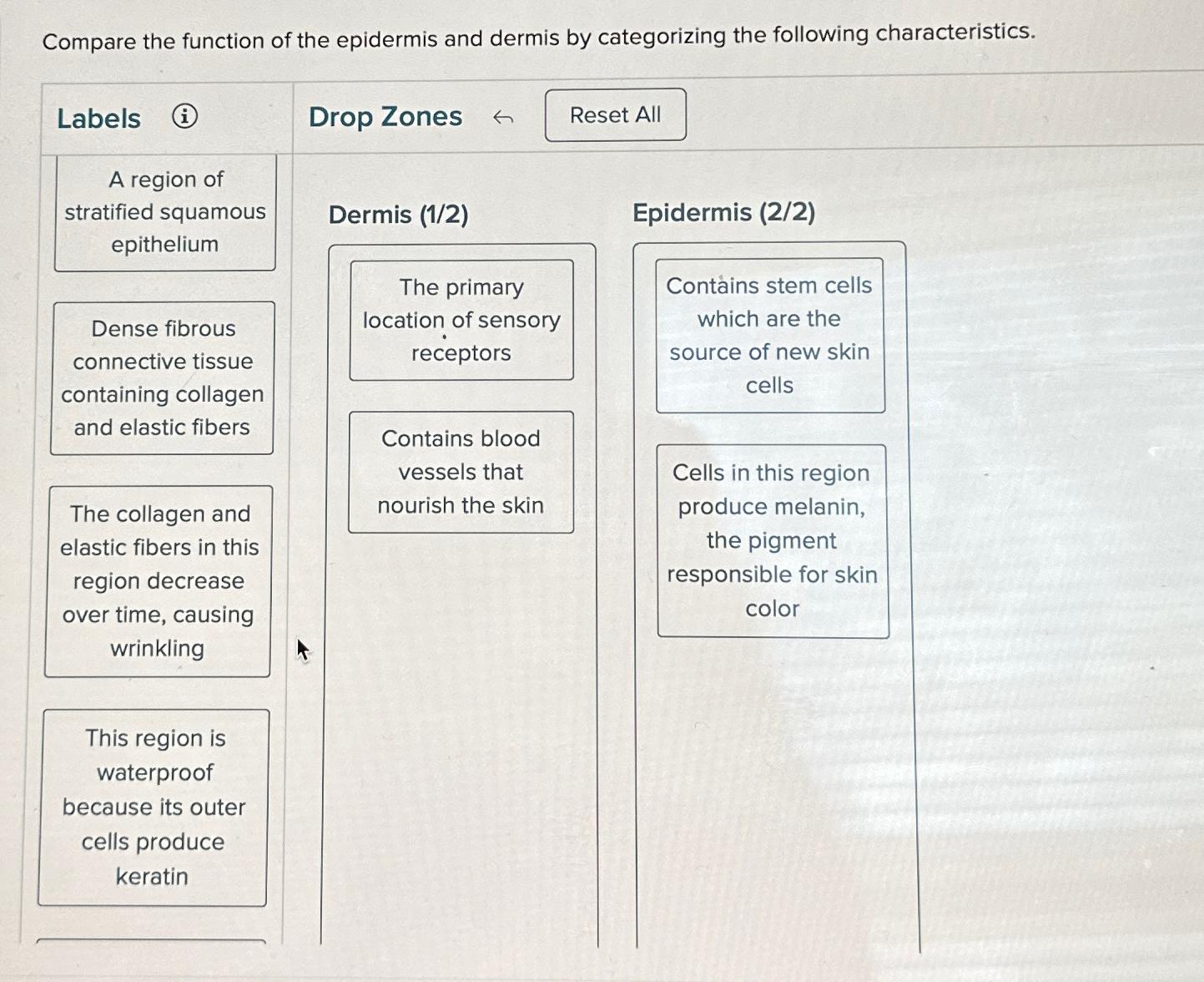 Solved Compare the function of the epidermis and dermis by | Chegg.com