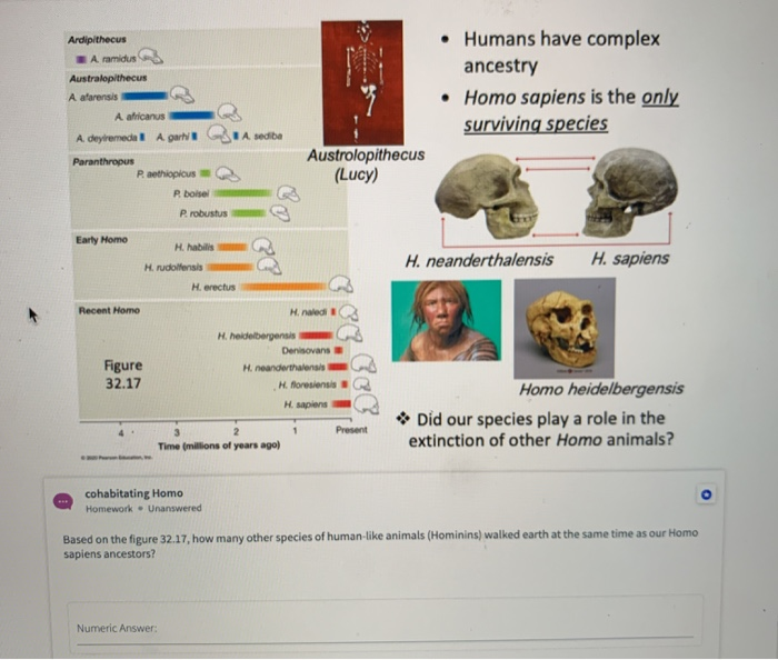 Solved Ardipithecus Aramidus Australopithecus A afarensis A. | Chegg.com