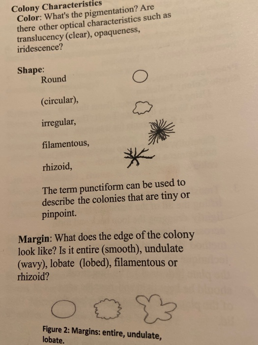 Solved describe three different colony types. Diagram and | Chegg.com