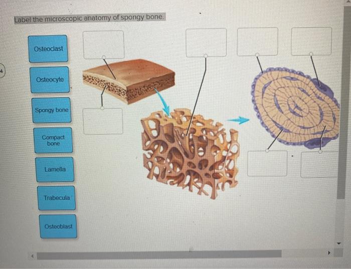 Solved Label The Microscopic Anatomy Of Spongy Bone Chegg