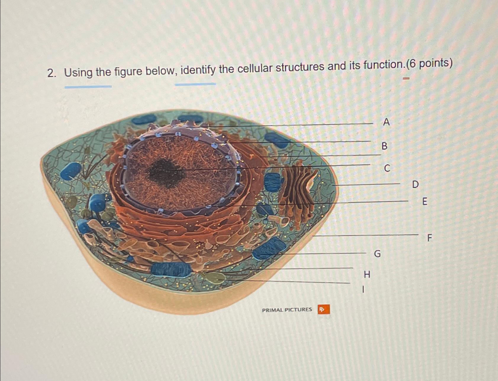 Solved Using the figure below, identify the cellular | Chegg.com
