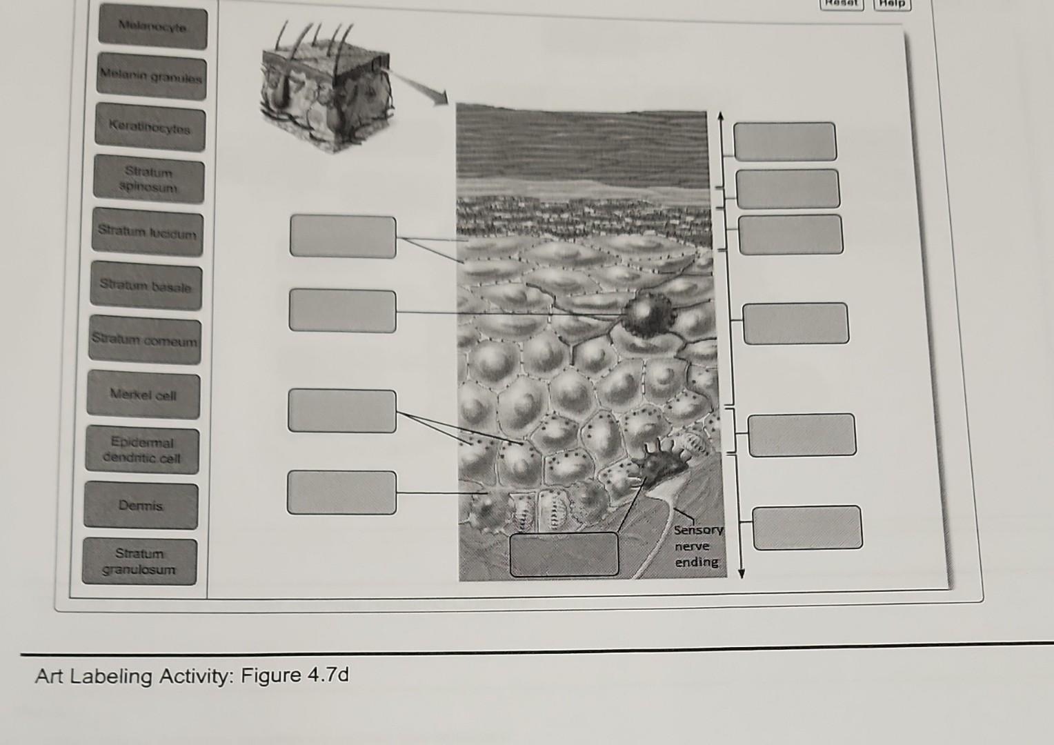 Solved Art Labeling Activity: Figure 4.7d | Chegg.com Solved Art Labeling Activity: Figure 4.7d | Chegg.com