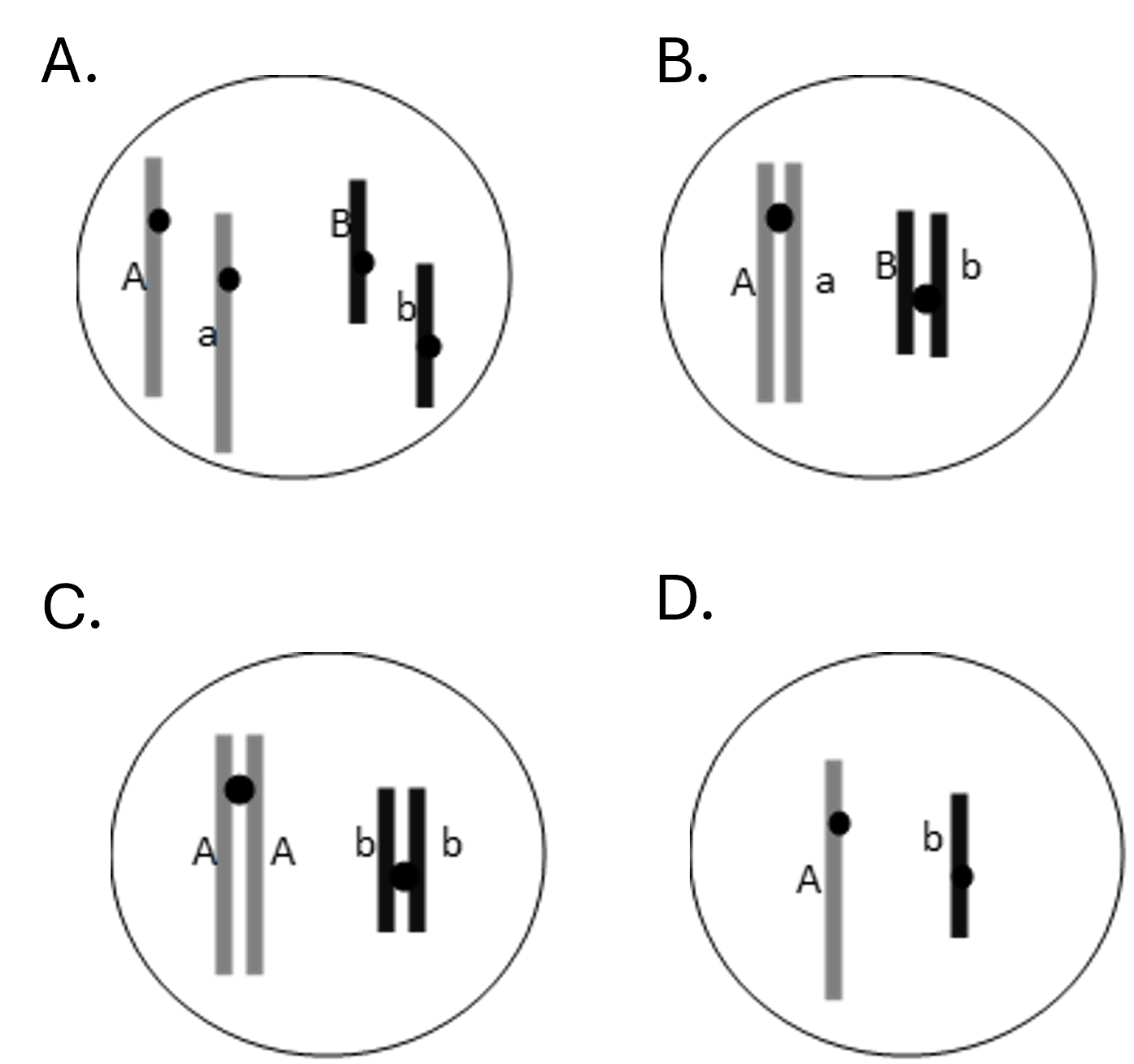 Solved A diploid organism is heterozygous for two loci (A/a | Chegg.com