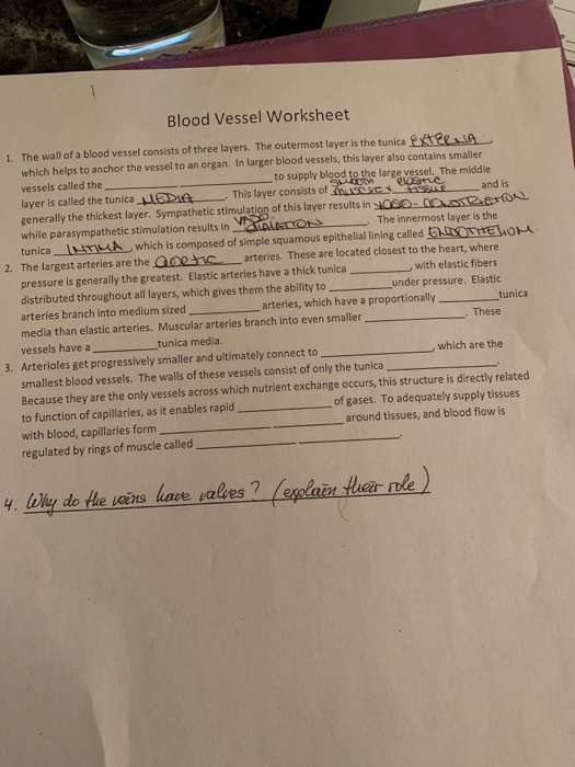 Solved Blood Vessel Worksheet 1. The wall of a blood vessel | Chegg.com
