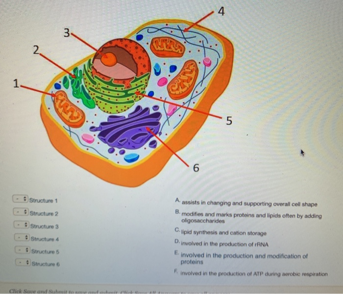 Solved 4 3 2. 1. cus 5 6 Structure 1 Structure 2 Structure 3 | Chegg.com