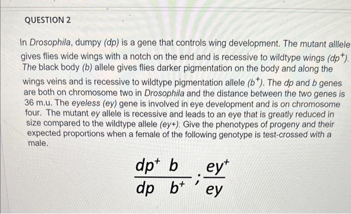 In Drosophila, dumpy (dp) is a gene that controls | Chegg.com