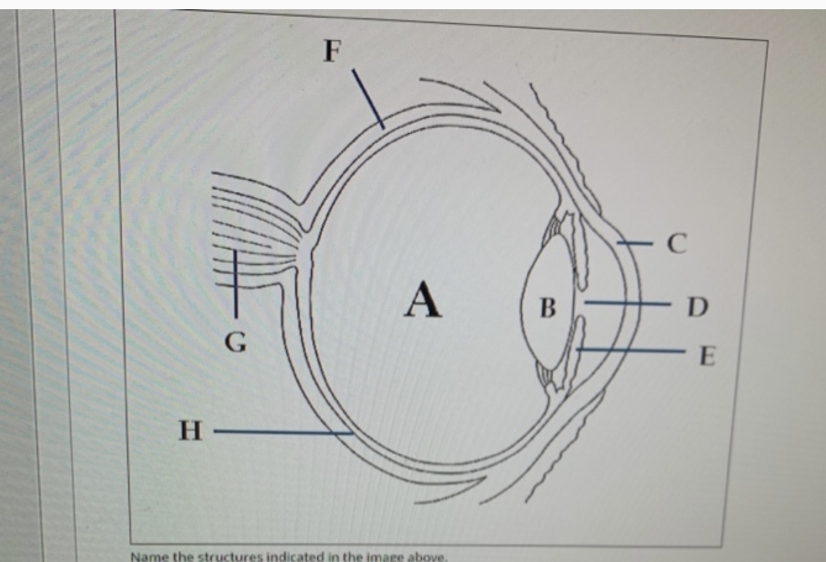 Solved What is H labeled in this picture?Name the structures | Chegg.com