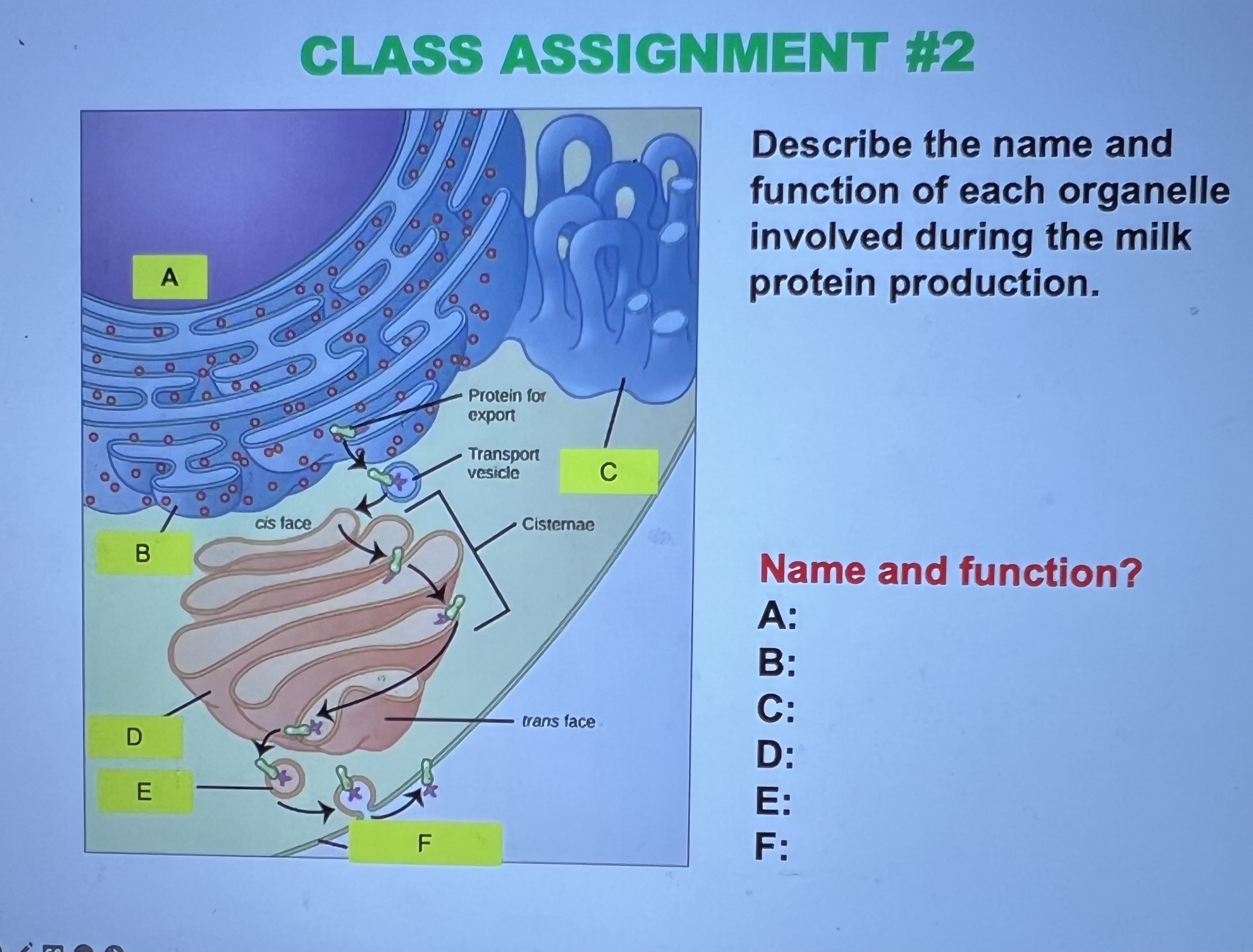 Solved Describe the name and function of each organelle | Chegg.com