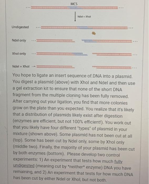 Solved You hope to ligate an insert sequence of DNA into a | Chegg.com
