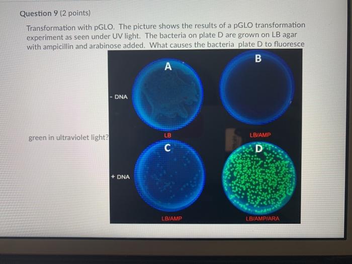 Solved Question 9 (2 points) Transformation with PGLO. The | Chegg.com
