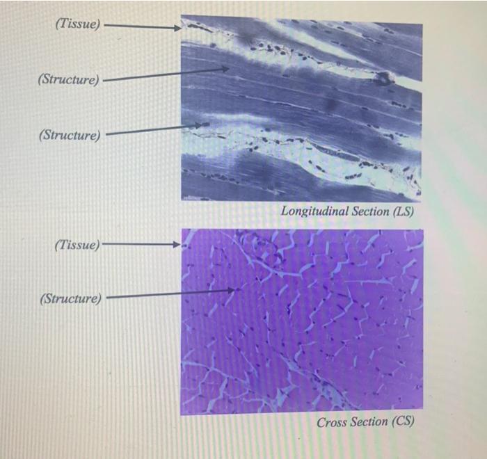 Solved (Tissue) (Structure) (Structure) Longitudinal Section | Chegg.com