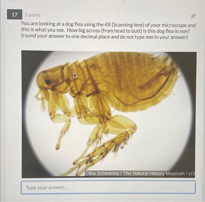 Solved 17 -100 2 points You are looking at a dog flea using | Chegg.com
