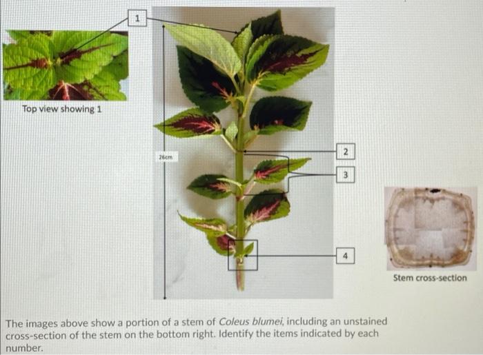 Solved Top view showing 1 26 Stem cross-section The images | Chegg.com