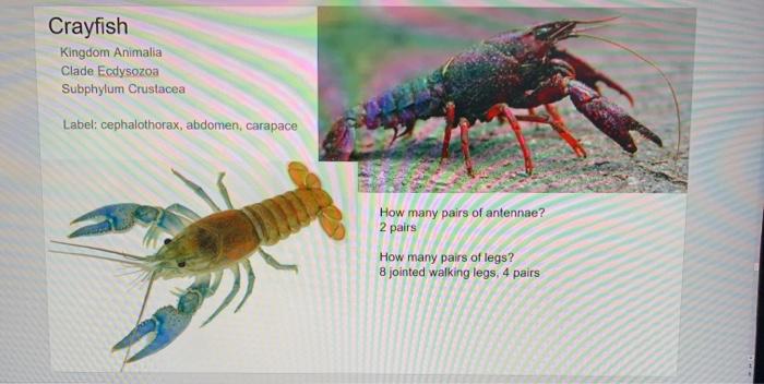 Solved Lumbricus c.s. Kingdom Animalia Clade Lophotrochozoa | Chegg.com