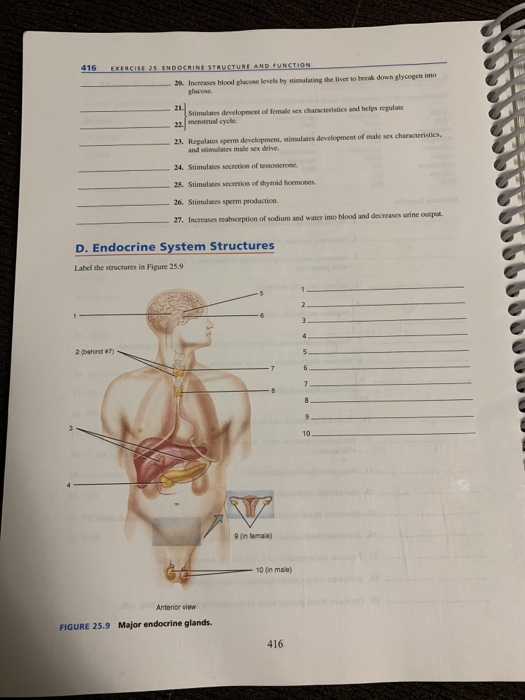 Solved EXERCISE 25 ENDOCRINE STRUCTURE AND FUNCTION 415 C. | Chegg.com