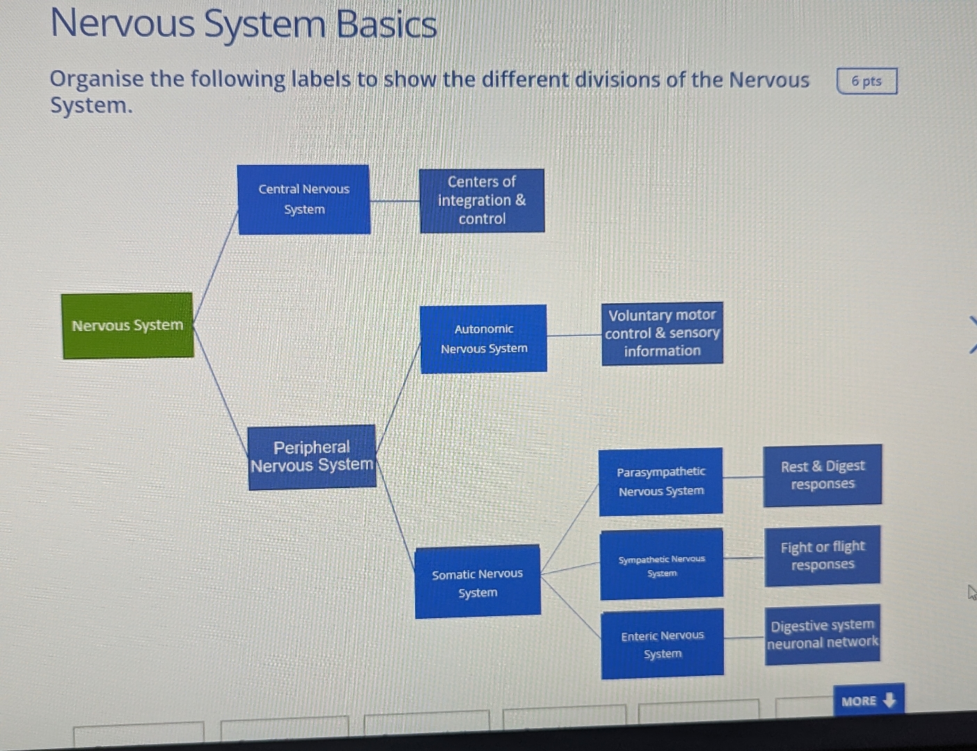 Solved Nervous System BasicsOrganise the following labels to | Chegg.com