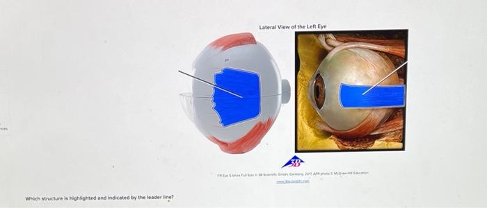 Solved Which structure is highlighted and indicated by the | Chegg.com