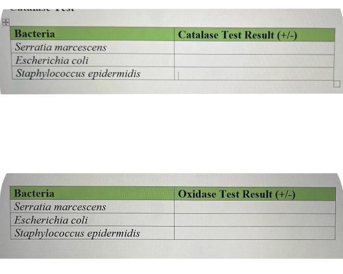 Solved \begin{tabular}{|l|l|} \hline Bacteria & Catalase | Chegg.com
