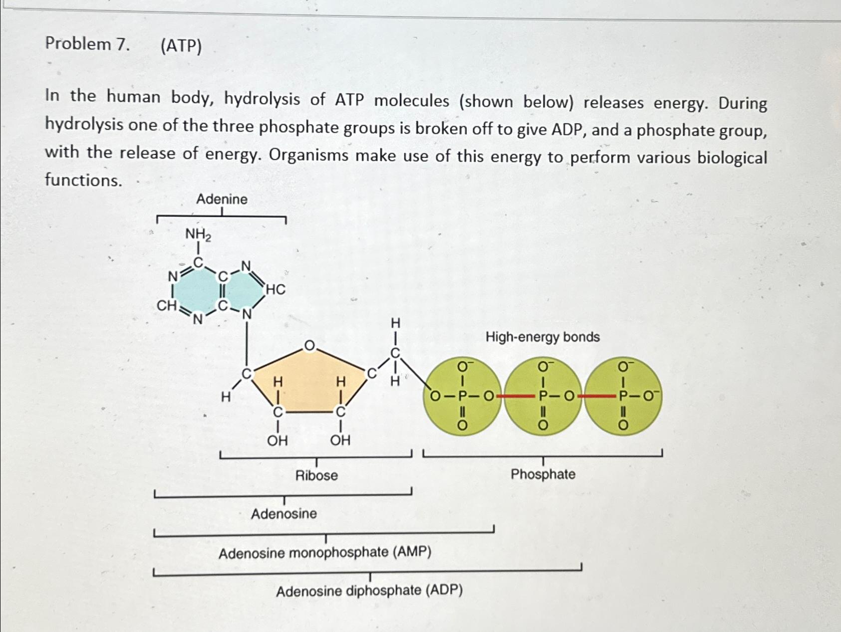 Solved Problem 7. (ATP)In the human body, hydrolysis of ATP | Chegg.com