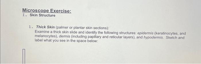 Solved Microscope Exercise: I. Skin Structure 1. Thick Skin | Chegg.com