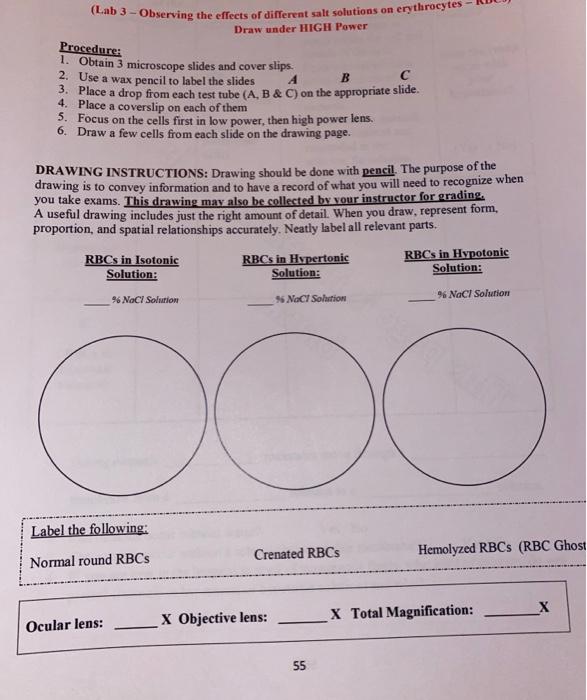 Solved (Lab 3 - Observing the effects of different salt | Chegg.com