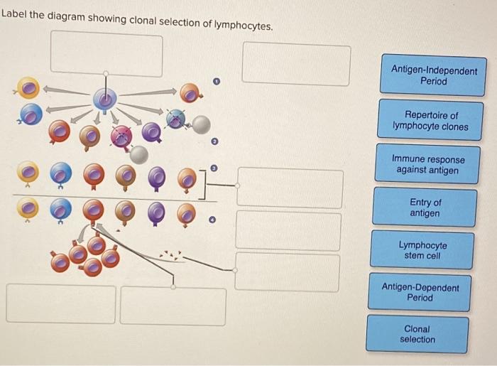 Solved Label the diagram showing clonal selection of | Chegg.com