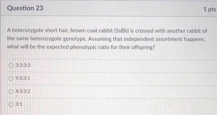 Solved A heterozygote short hair, brown coat rabbit (SsBb) | Chegg.com