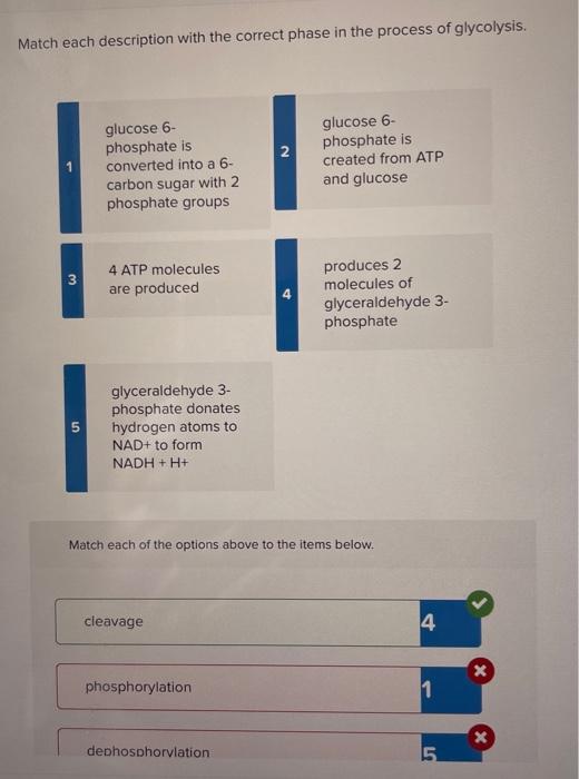 Solved Match each description with the correct phase in the | Chegg.com