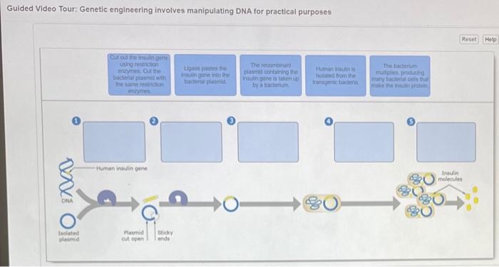 Solved Guided Video Tour: Genetic engineering involves | Chegg.com
