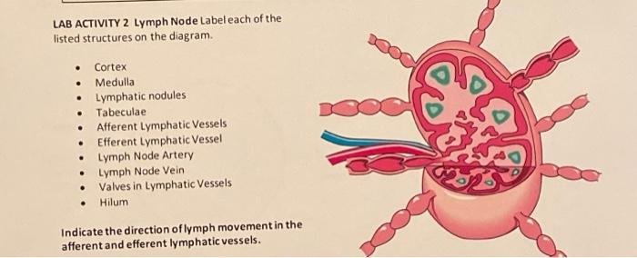 Solved LAB ACTIVITY 2 Lymph Node Label each of the listed | Chegg.com