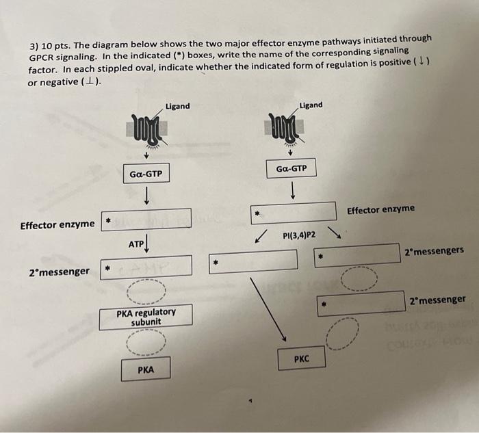 Solved 3) 10 pts. The diagram below shows the two major | Chegg.com