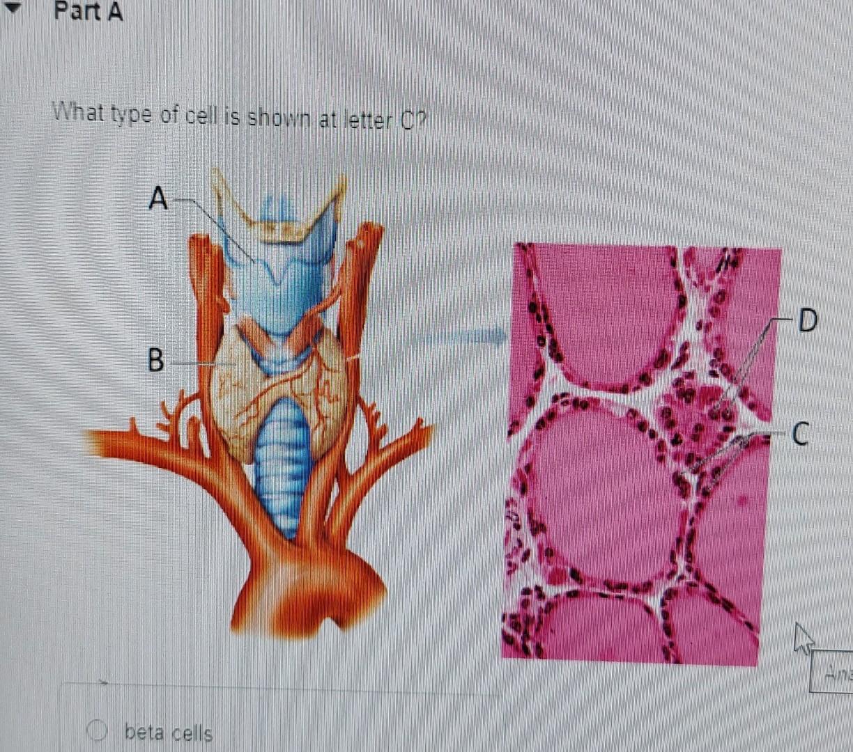 Solved What type of cell is shown at letter C? beta | Chegg.com