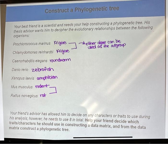 Solved Construct a Phylogenetic tree Your best friend is a | Chegg.com
