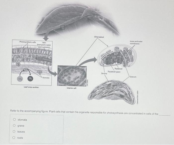 Solved Refer to the accompanying figure. Plant cells that | Chegg.com