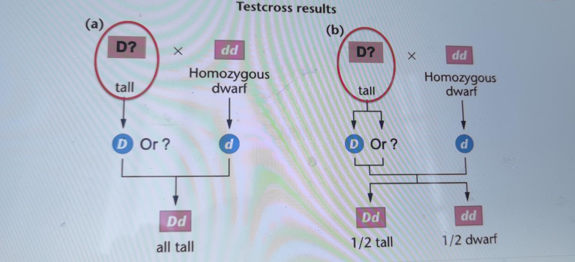 Solved Tectrrass results Look at examples (a) and (b) | Chegg.com