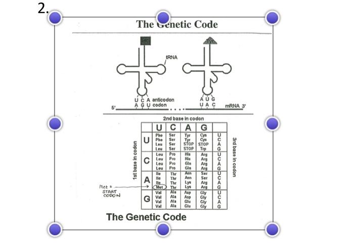 Solved 2. The Genetic Code ERNA AUG UT A anticodon AGU codon | Chegg.com