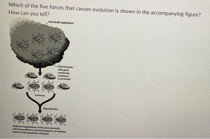 Solved Which of the five forces that causes evolution is | Chegg.com