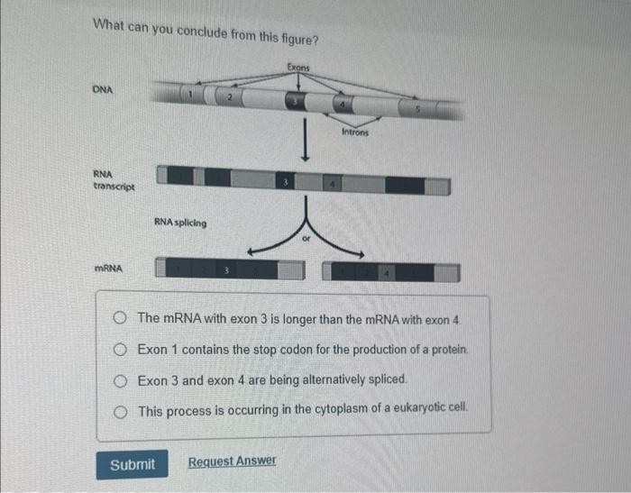 Solved What can you conclude from this figure? The mRNA with | Chegg.com