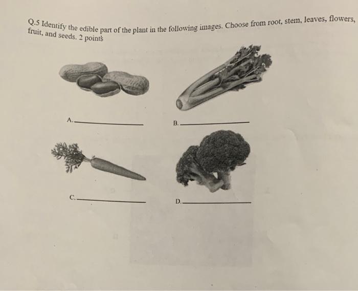 Solved Q.5 Identify the edible part of the plant in the | Chegg.com