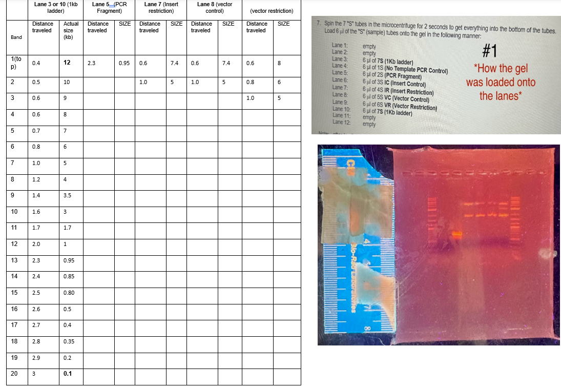 Solved *PLEASE HELP: MOLECULAR BIOLOGY HW*Please answer | Chegg.com