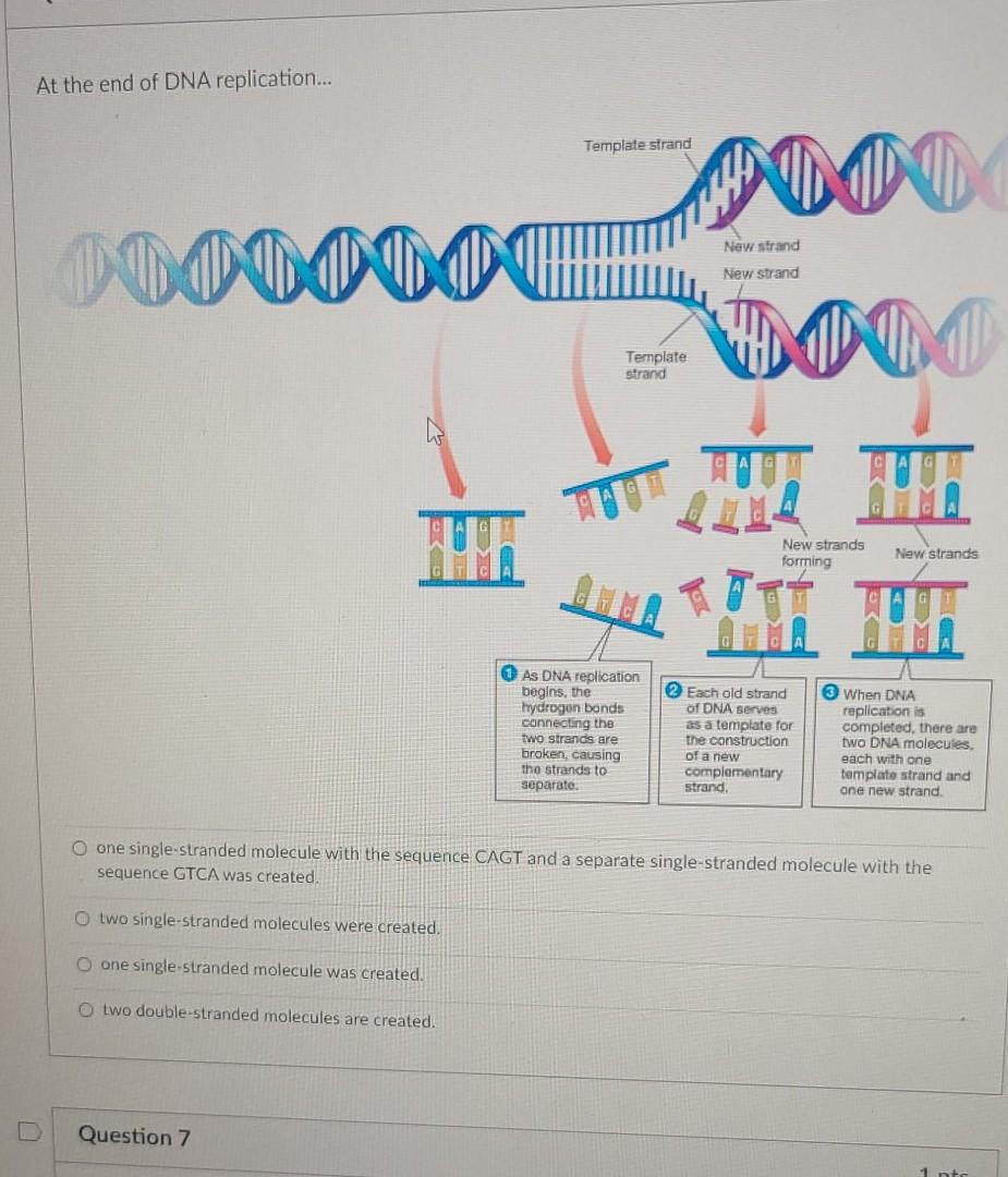 Solved At the end of DNA replication... Template strand a | Chegg.com