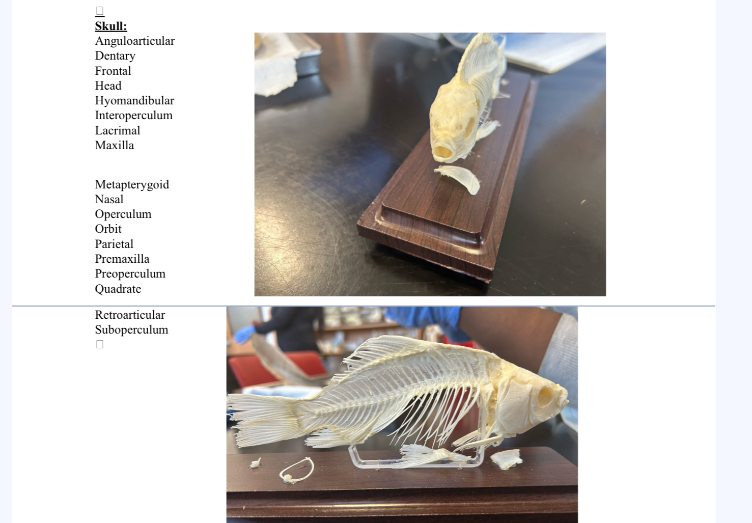 Skull:AnguloarticularDentaryFrontalHeadHyomandibular | Chegg.com